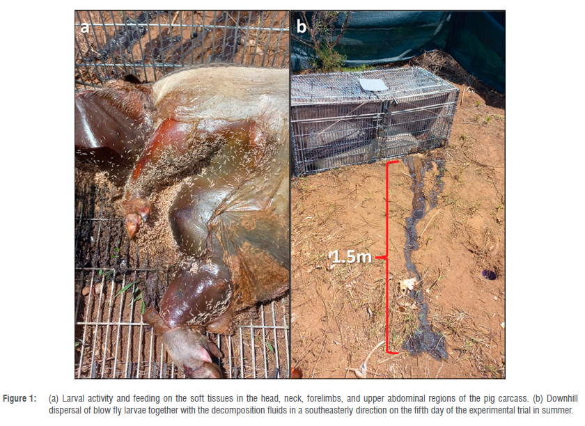 Unidirectional dispersal of blow fly larvae following decomposition ...